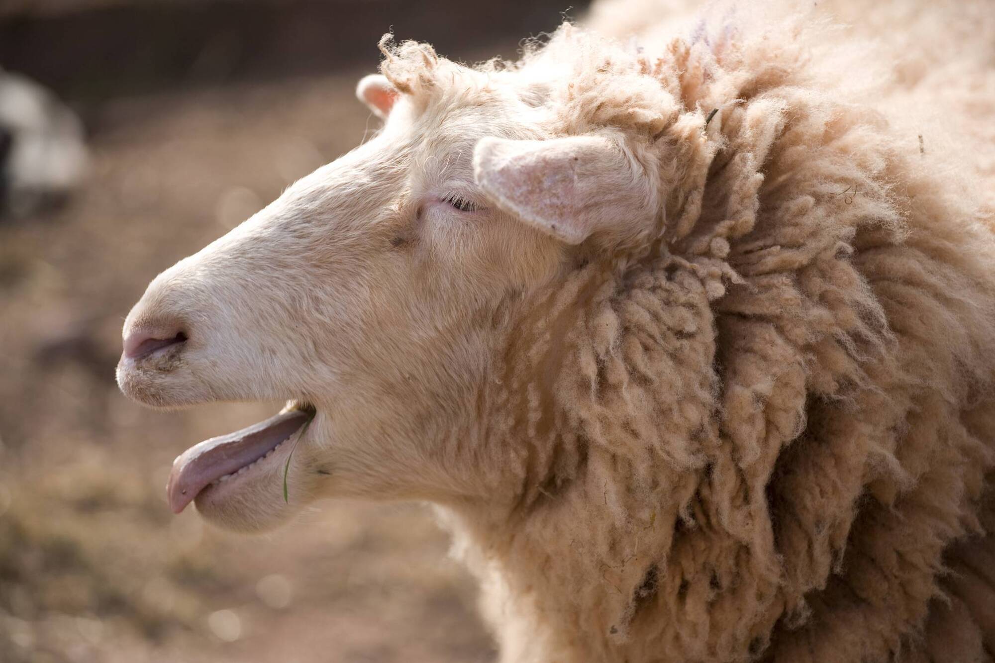 Sustain Sheep project to delve into ovine emissions
