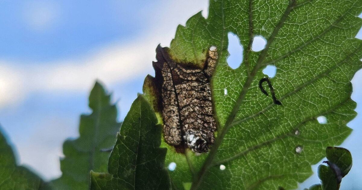 Rare micromoth species discovered in East Cork — a first for Ireland