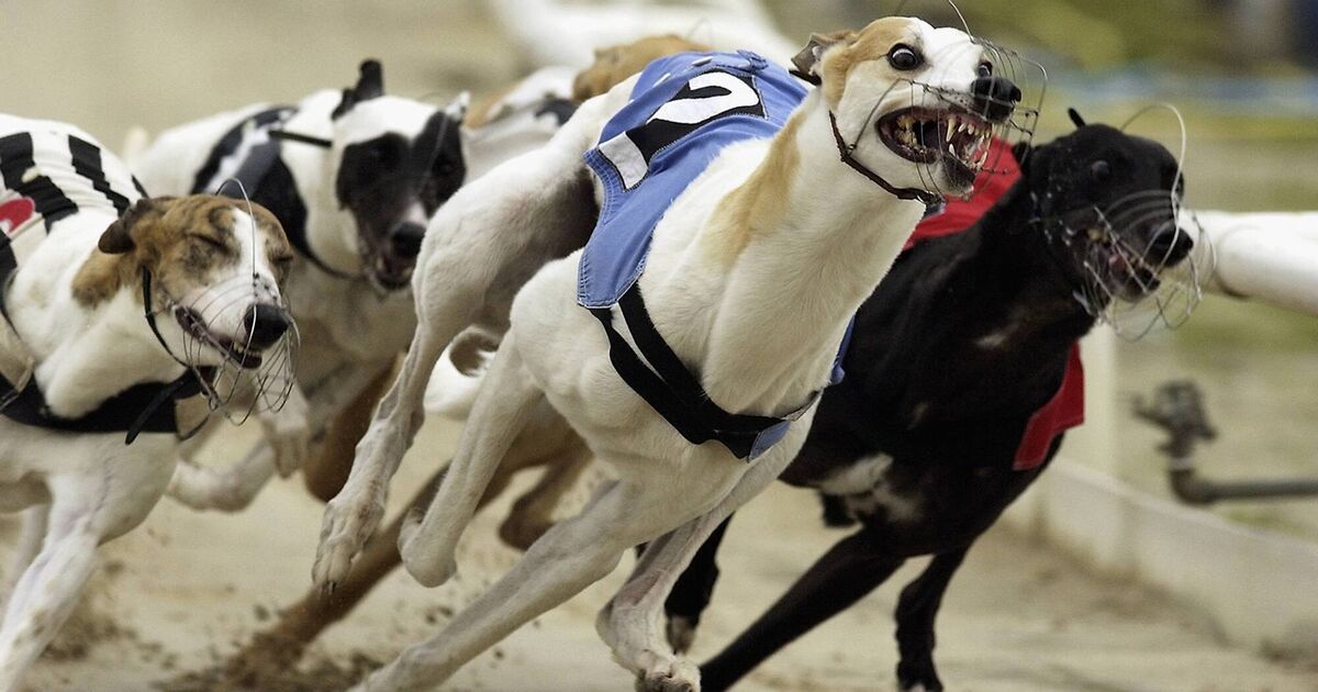 Fergus Finlay: We must stop funding greyhound racing