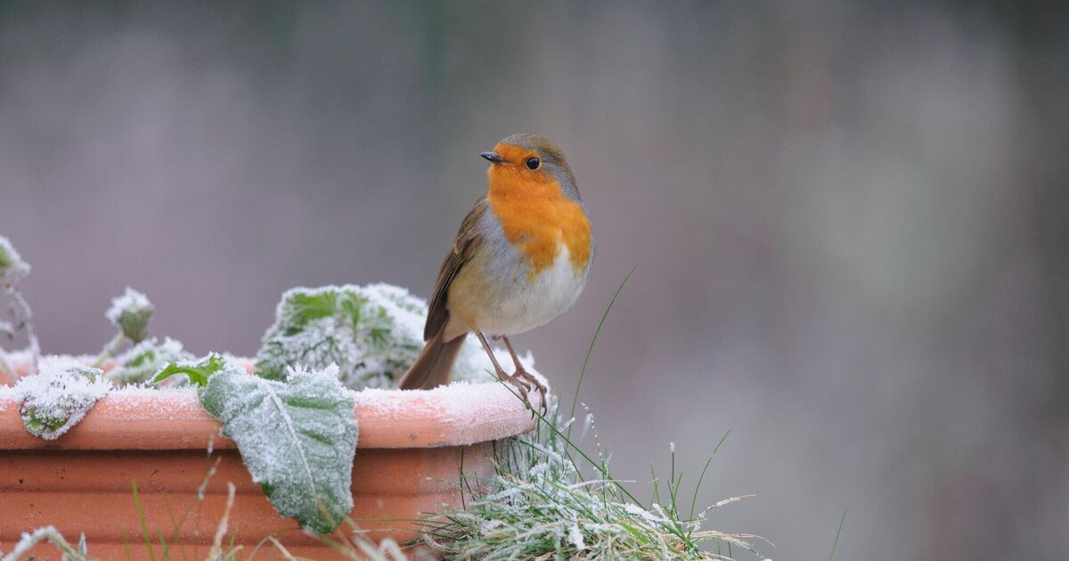 Counting Ireland's beloved garden robins