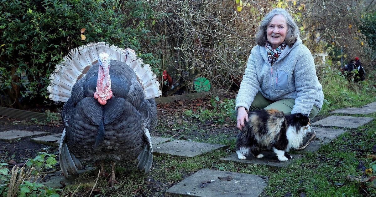 Not just for Christmas: How three turkeys were saved from the dinner table