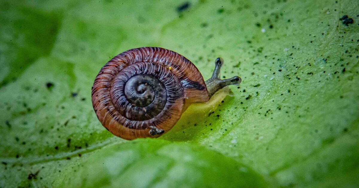Snails on ‘edge of extinction’ released into wild after breeding success