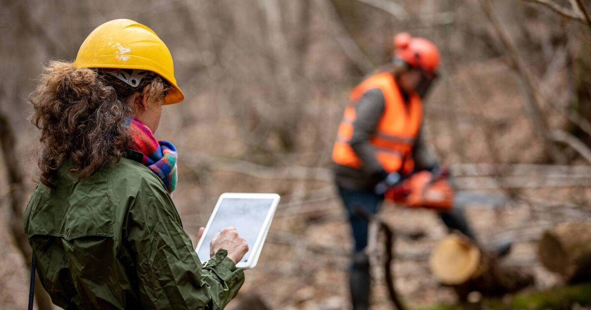 60% think of forestry as attractive career