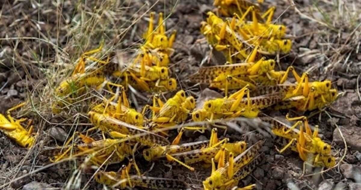 Massive locust swarm in east Africa reaches South Sudan