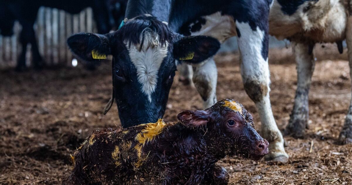 Brian Reidy: Getting your spring calving preparation right