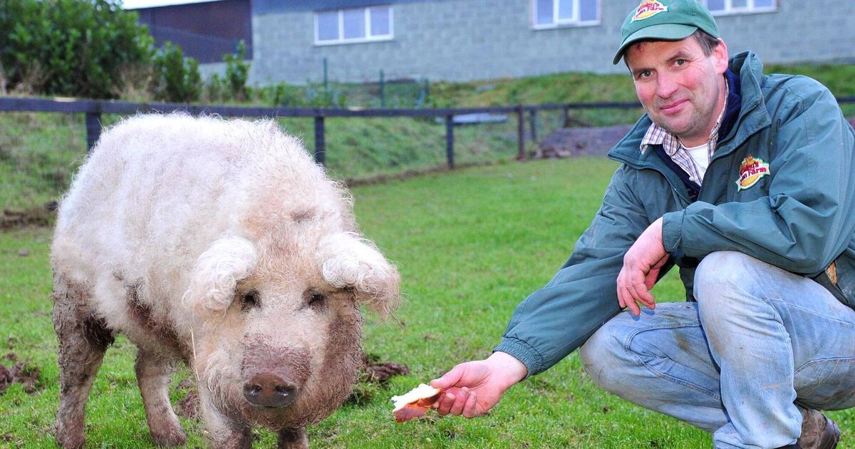 Cork's popular Rumley’s Open Farm goes on the market for €1.5m