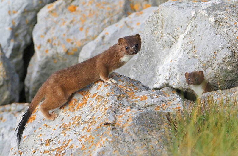 Have you seen a stoat? Help researchers fill gaps in the Irish stoat story