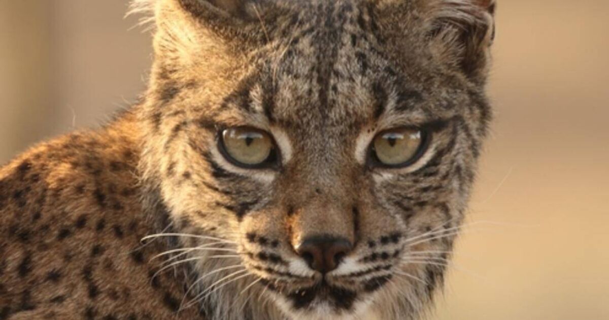 Iberian lynx saved from extinction... for now