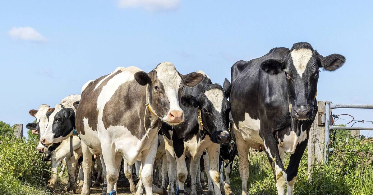 Brian Reidy: Getting ready for grazing 2025