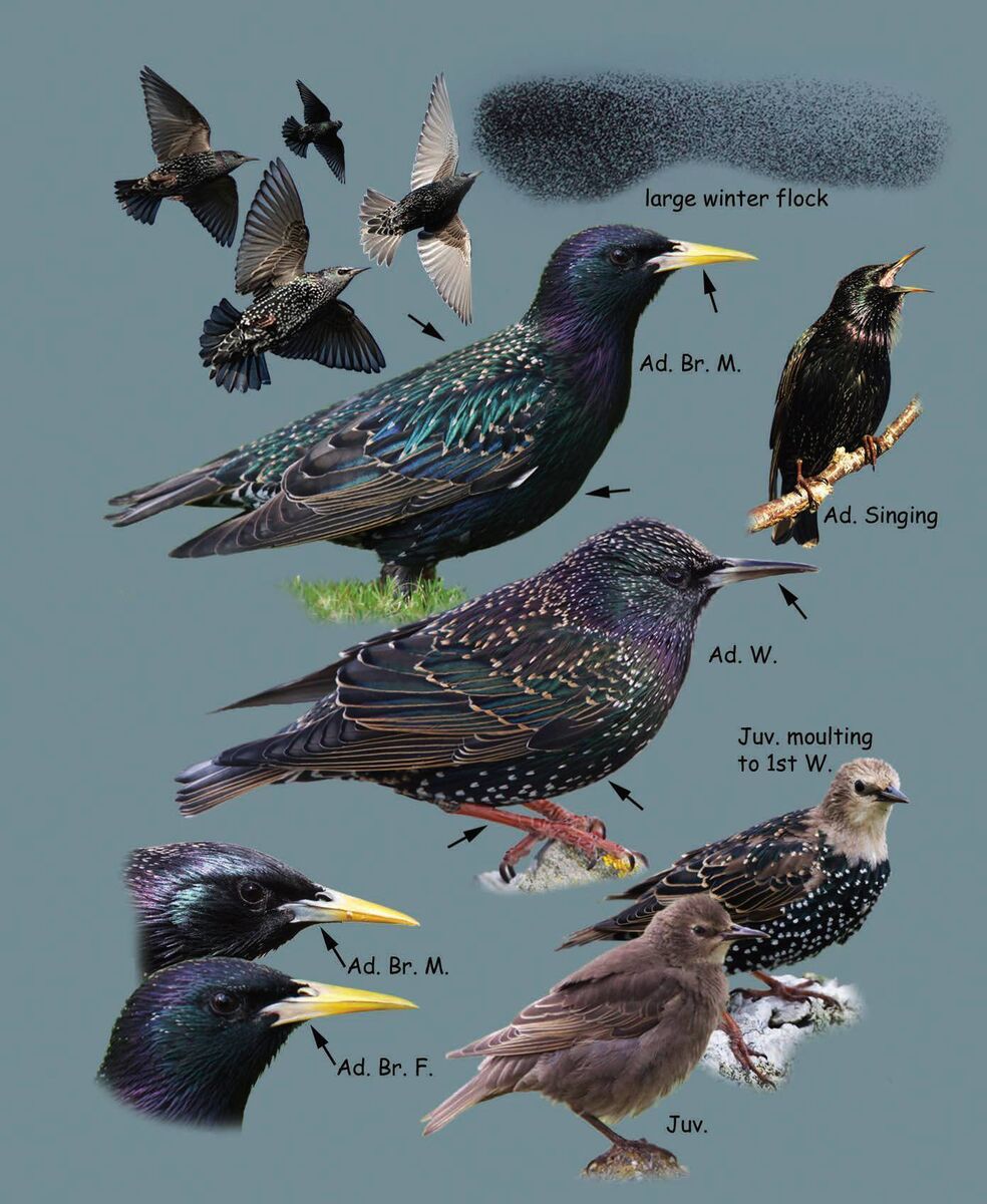 Birds of Ireland: Starling