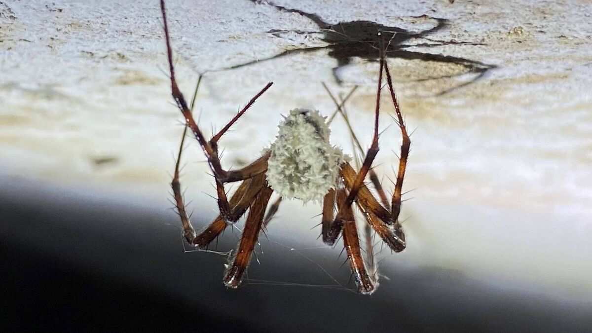 New species of fungi is turning Irish cave spiders into ‘zombies’