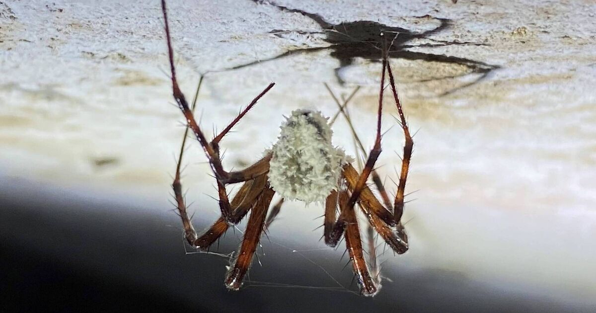 New species of fungi is turning Irish cave spiders into ‘zombies’
