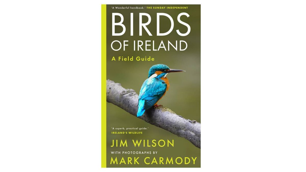 Birds of Ireland: Swallow