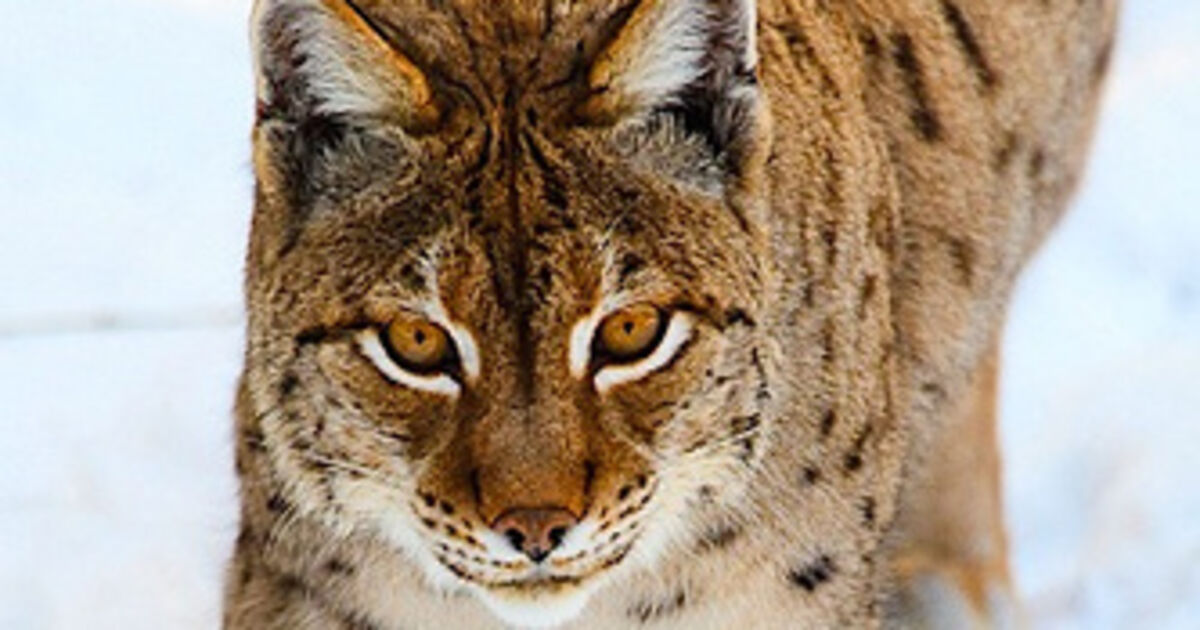 Living with lynx — the potential reintroduction of carnivores such as ...