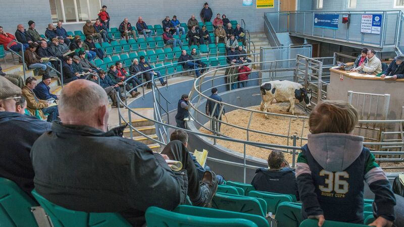 Getting to grips with the Irish Cattle Breeding Federation's Mart Tracker