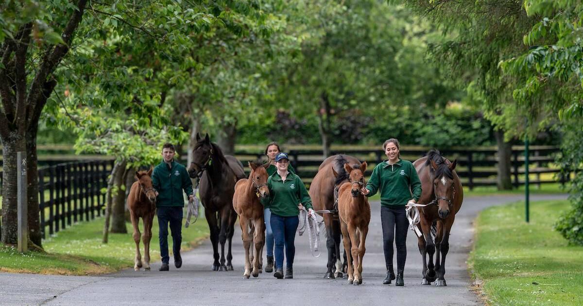 Bloodlines run deep in thriving US-Irish thoroughbred relationship