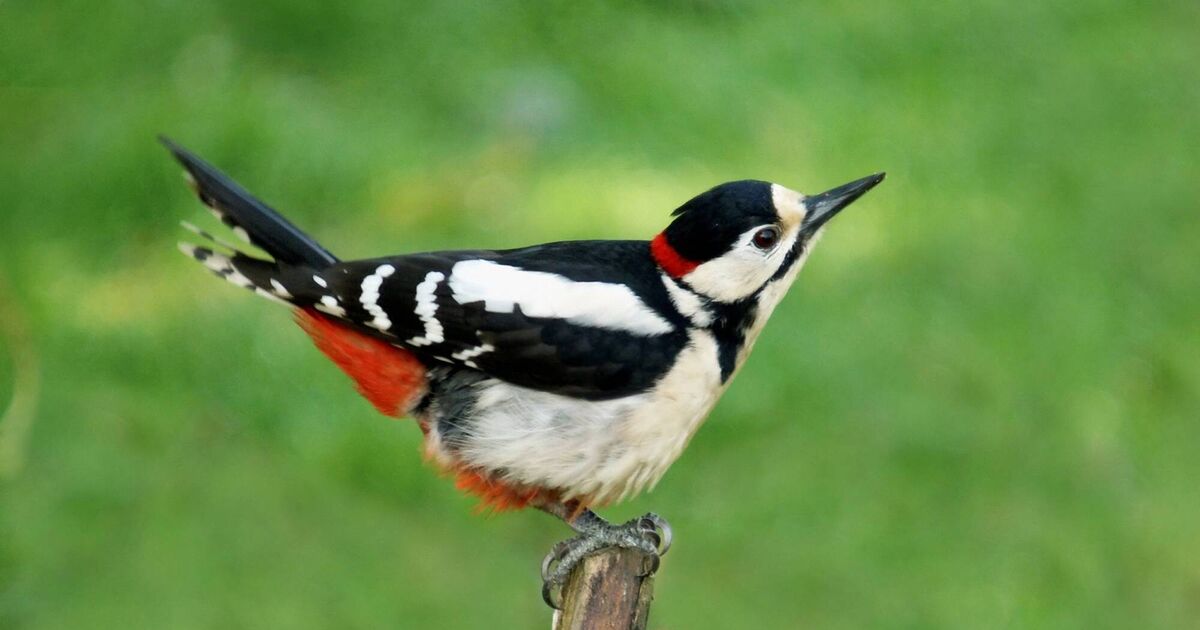 Anja Murray: Rewilding makes space for nature to thrive