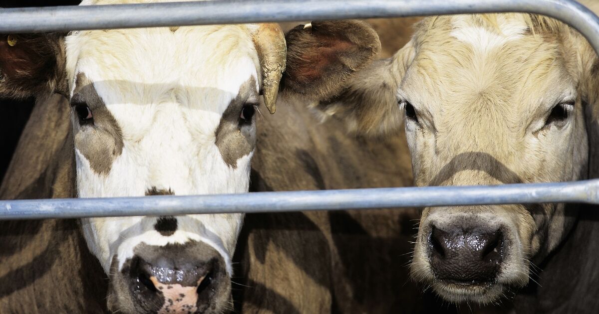 Genetic breakthrough helps farmers avoid costs of infertile cattle