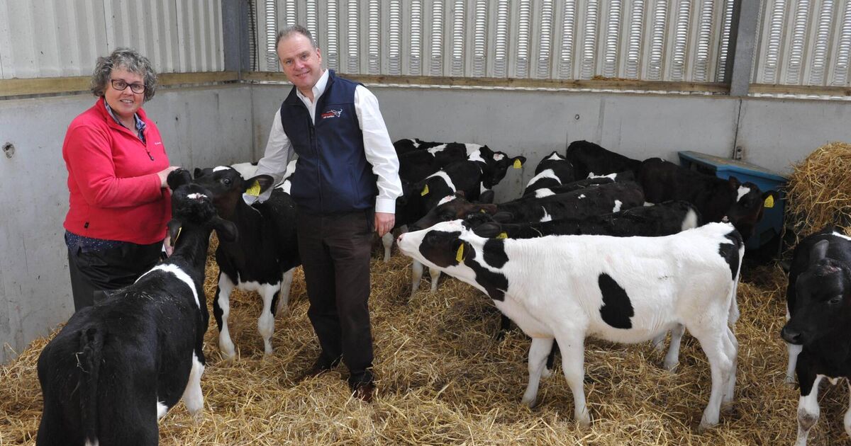 Shine Original, still the best on Welsh farms