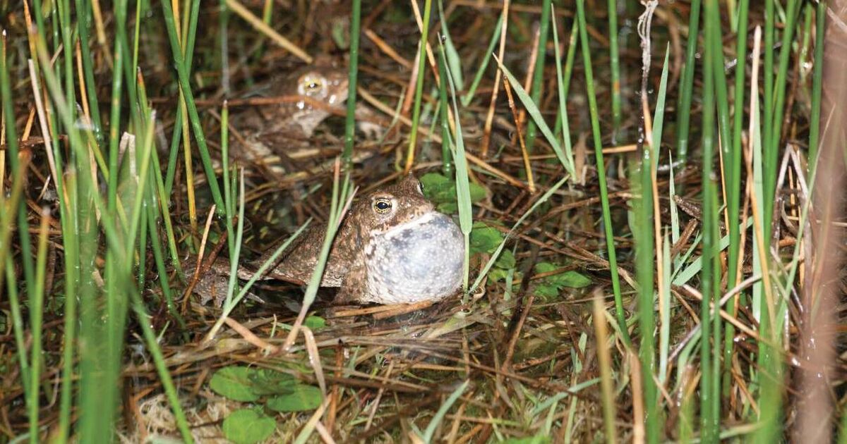 New pond created in Kerry for endangered natterjack toads