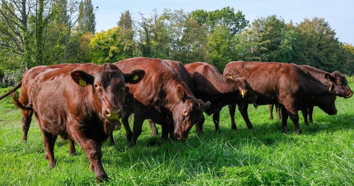 Brian Reidy: Planning ahead to avoid grass tetany at spring turnout