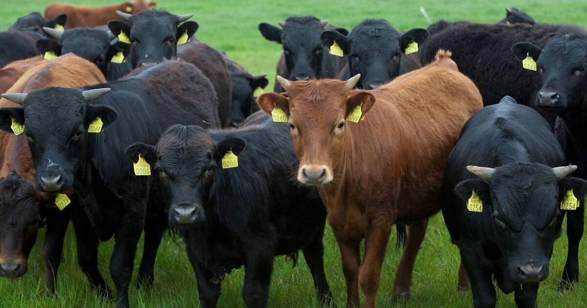 Brian Reidy: What does the future hold for Irish livestock producers?