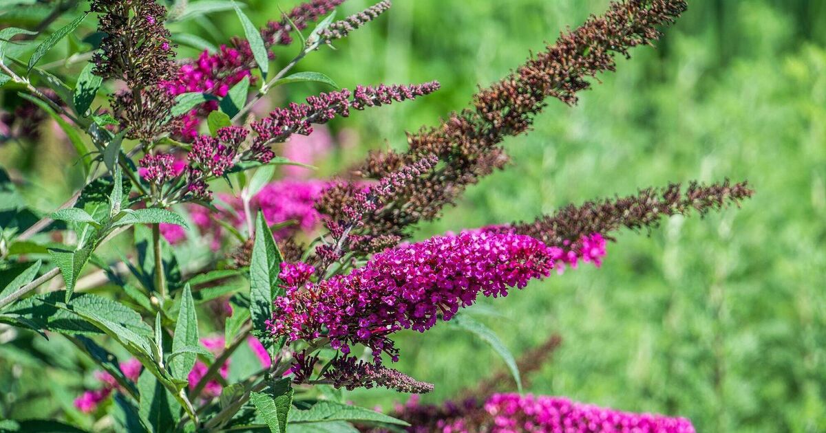 Peter Dowdall: The switch which drives us gardeners outside has gone ...