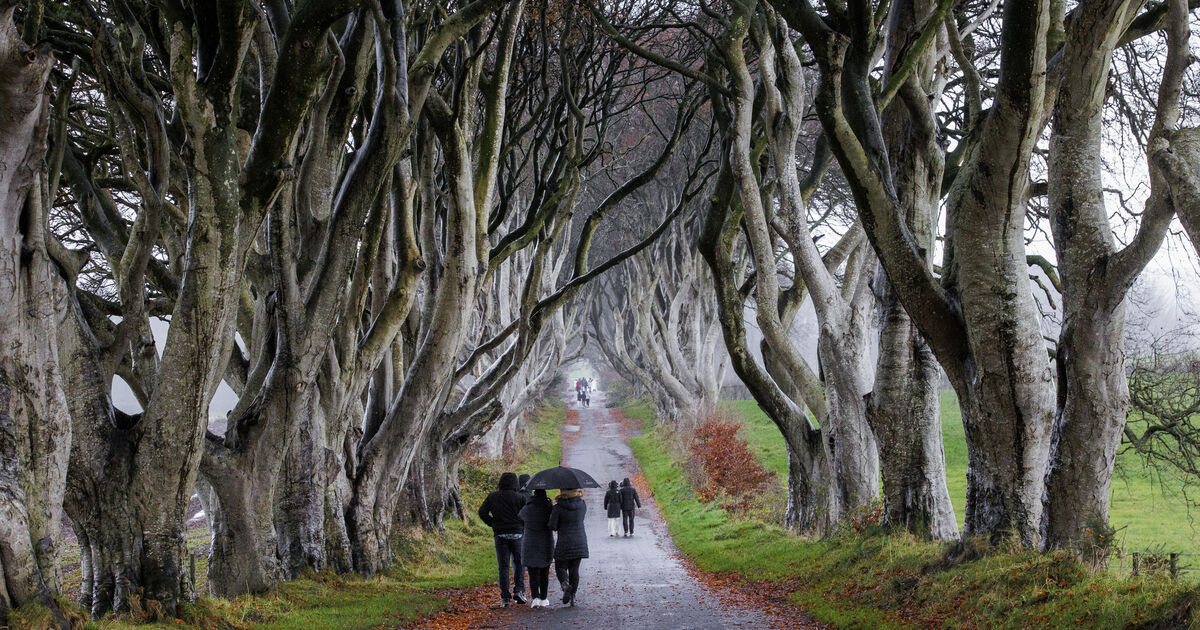 Northern Ireland trees made famous by Game Of Thrones ‘coming to end of ...