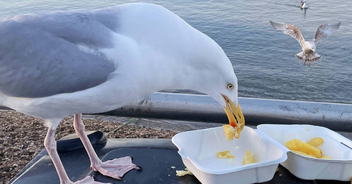 Why seagulls steal your chips — and some tips on how to try save your ...