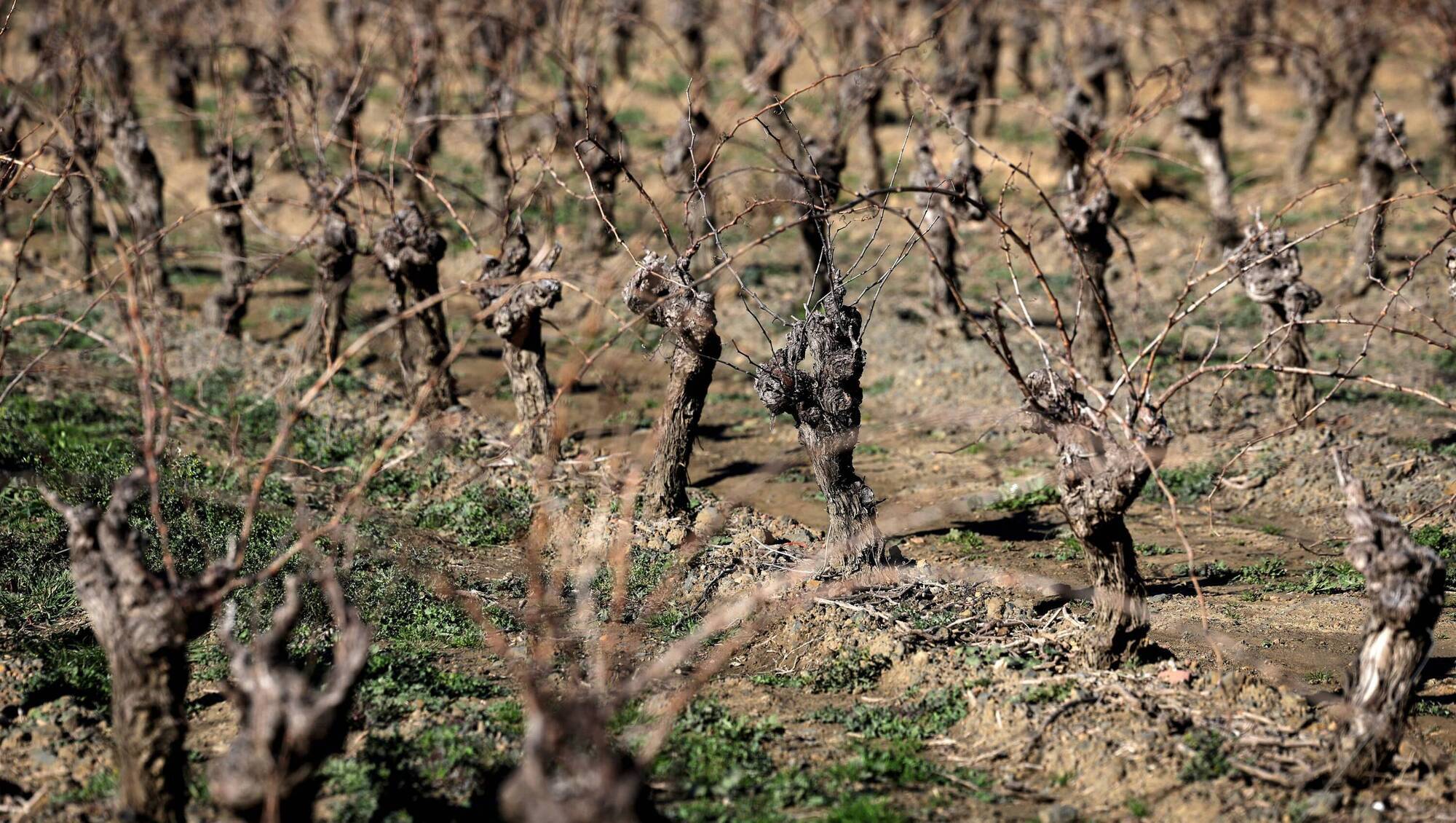 Dry weather boosts Irish grazing but deepens drought risk in Europe