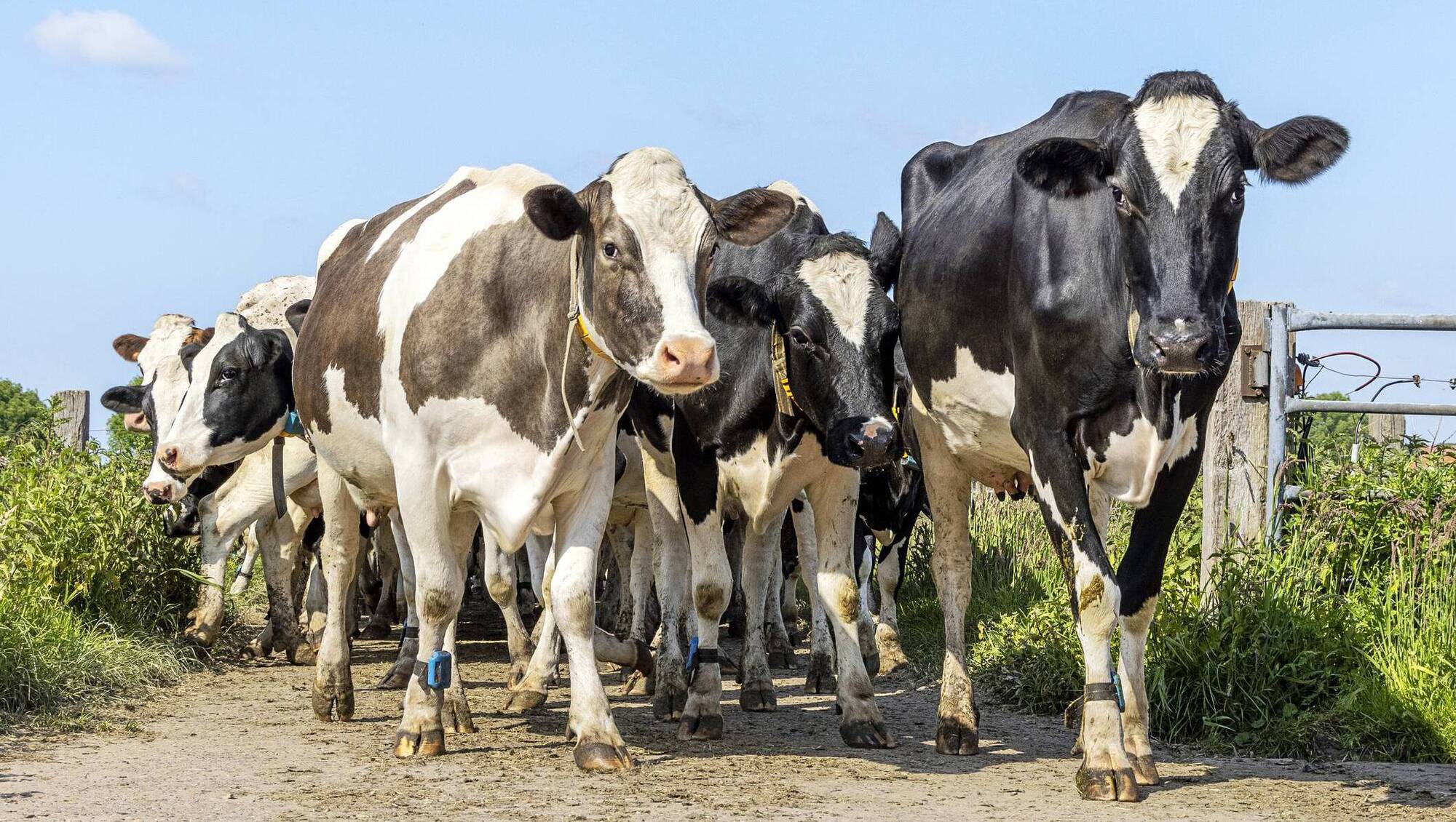 Buying in to catch up with the EBI high-flyers