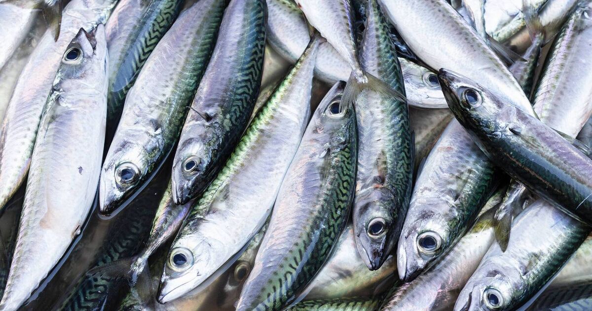 Mackerel stocks 'near breaking point' due to overfishing ...