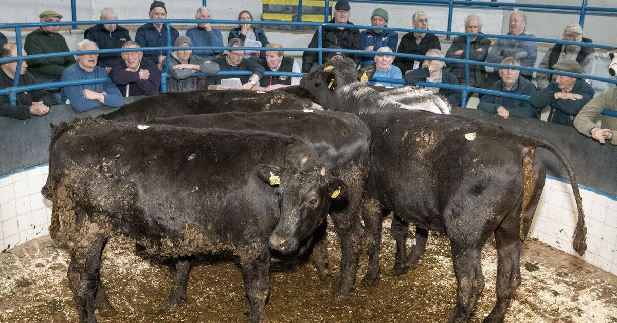 Farm Finance: Taking stock of high stock prices - will buying now pay off?