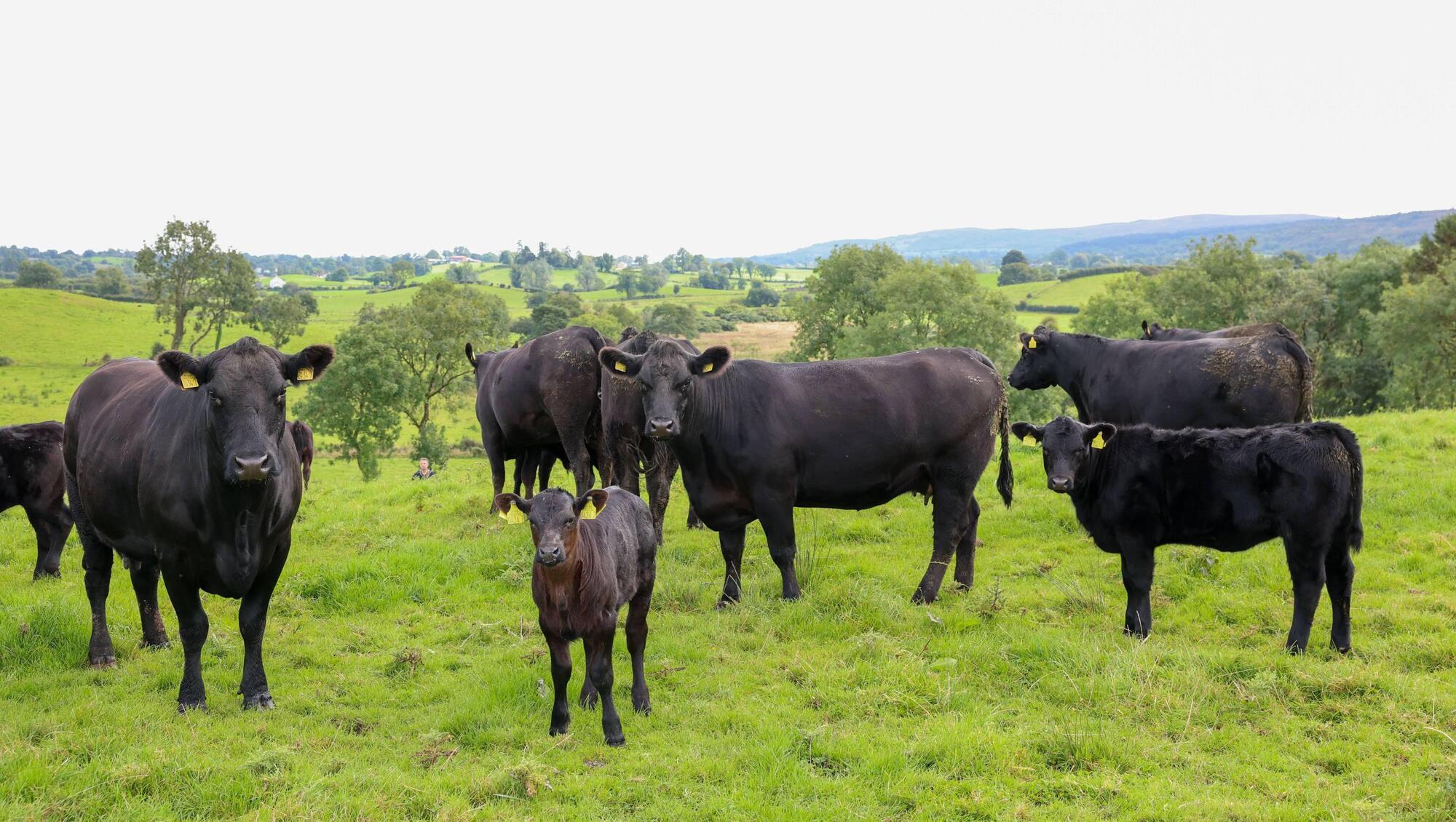 Be alert to the risk of grass tetany