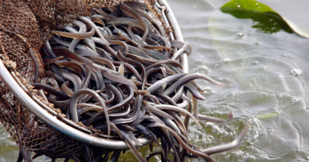 Europe’s eel may be on its last journey