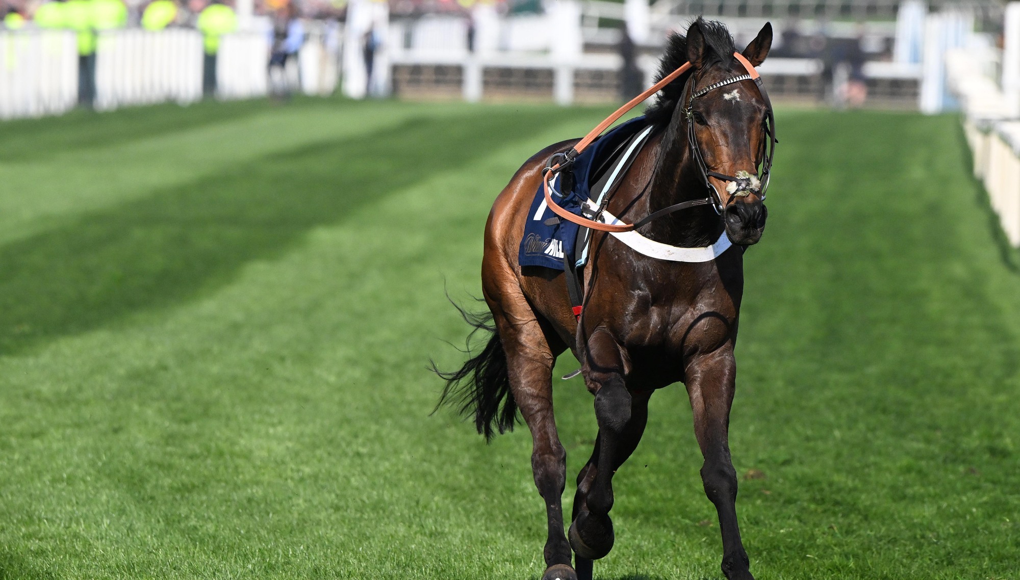 Constitution Hill can bounce back to winning ways at Punchestown