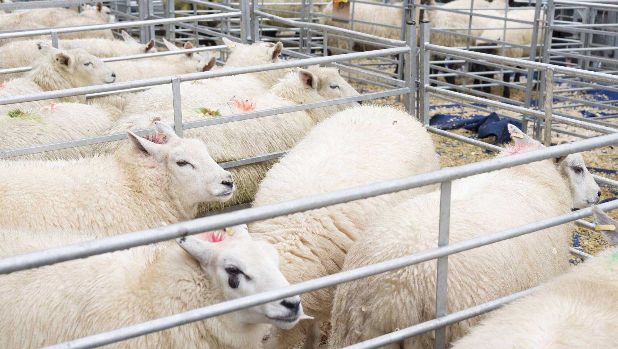Hoggets holds firm with up to 900c/kg for top lots