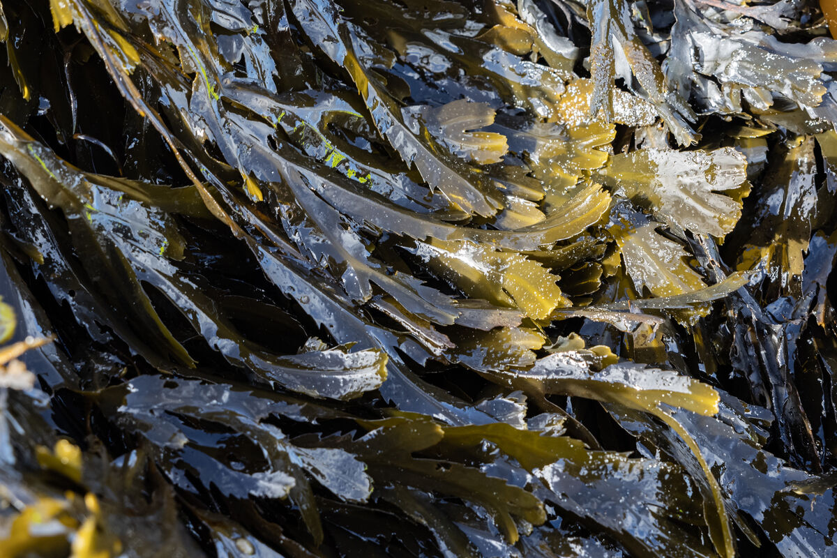 Meet the luxury Irish seaweed brand that is conquering the global market