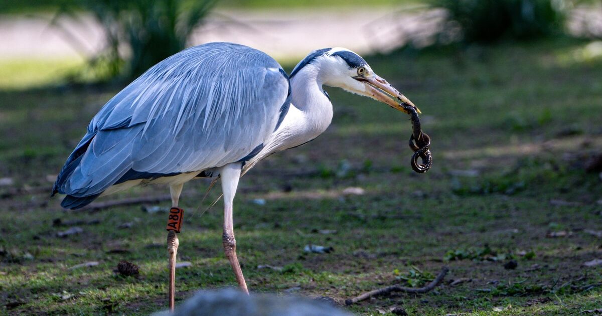 Terry Prone: How a protected species has outwitted me for 20 years and ...
