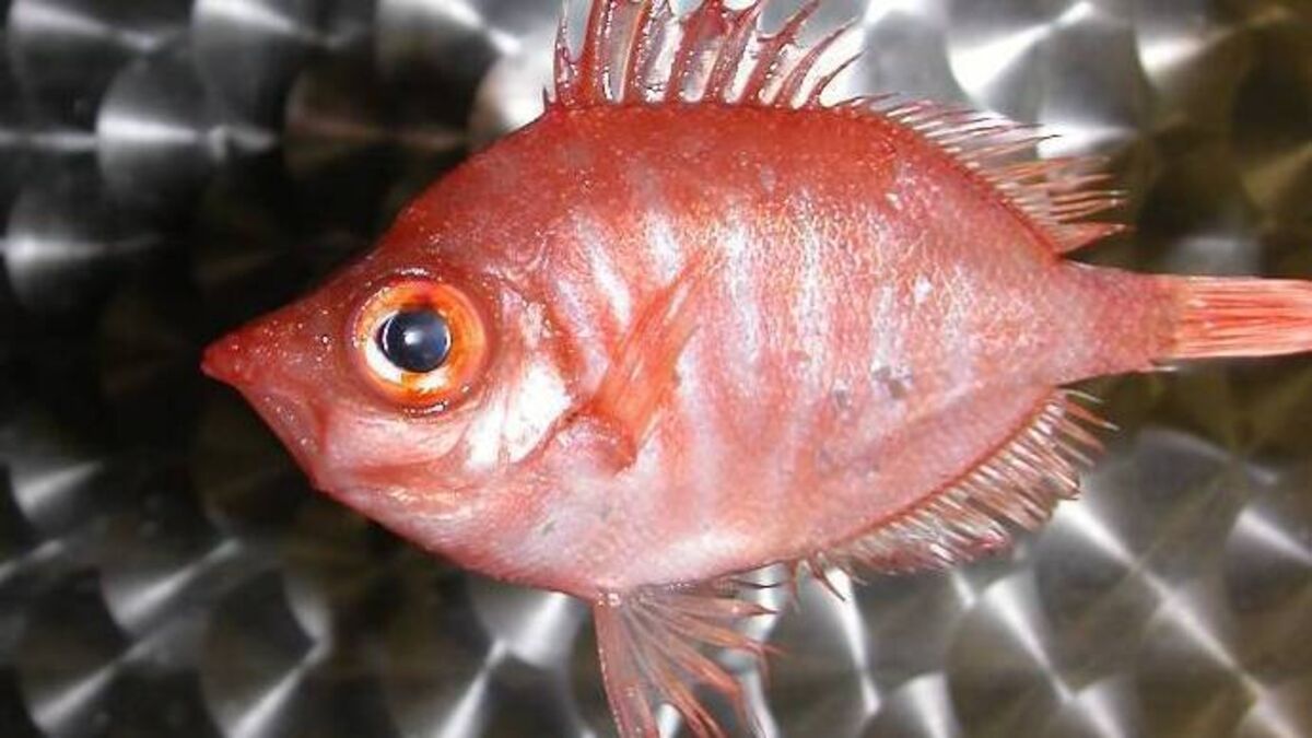 Is the future of Ireland’s boarfish industry bright?