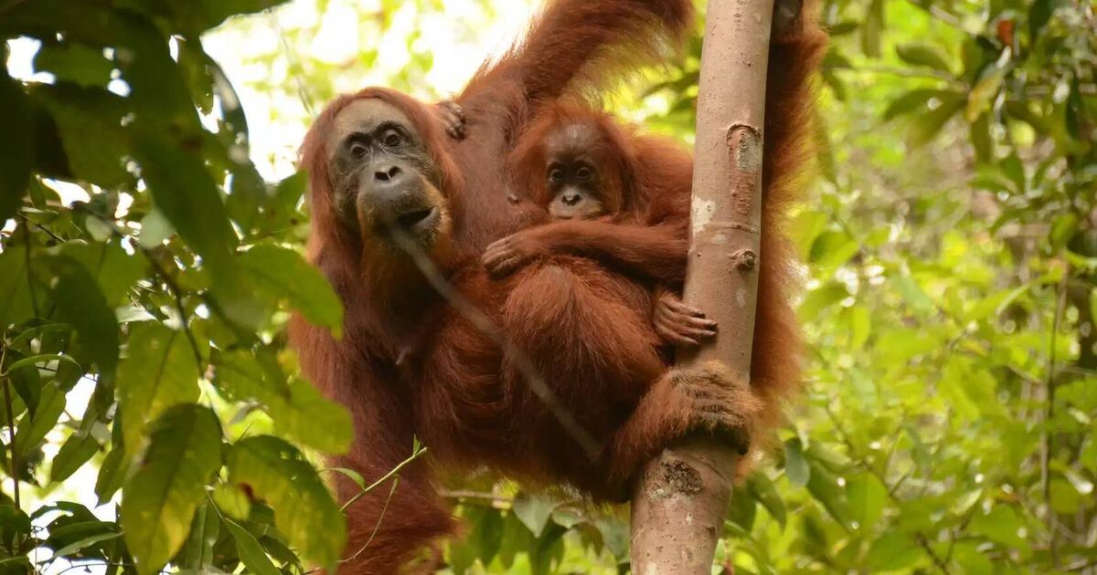 Three ground-breaking studies on family lives of great apes... our ...