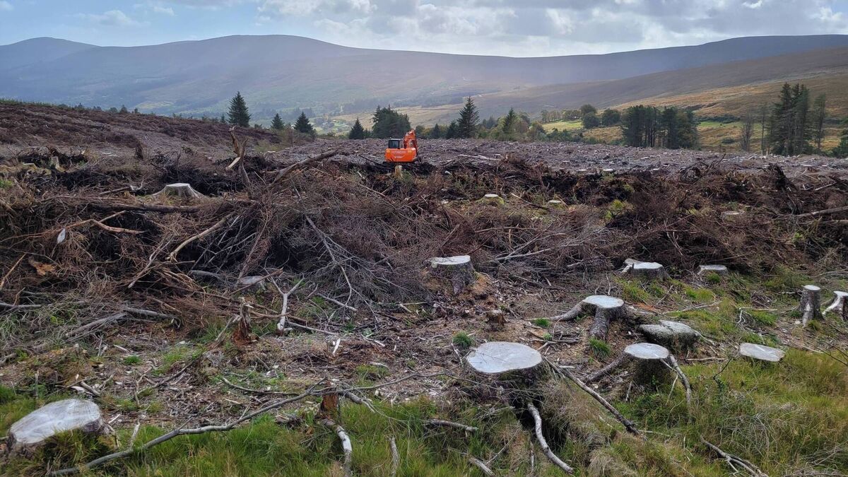 Irish forestry leaves little for nature — the whole sector needs to change