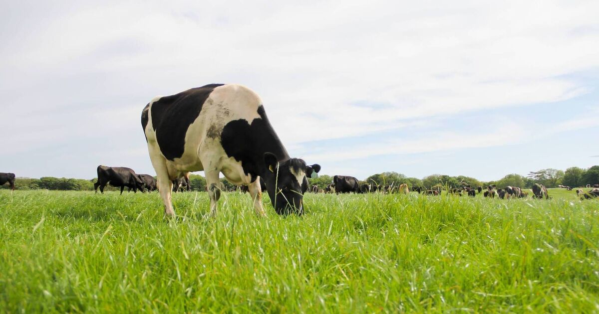 Brian Reidy: Are you getting optimum animal performance from grass ...