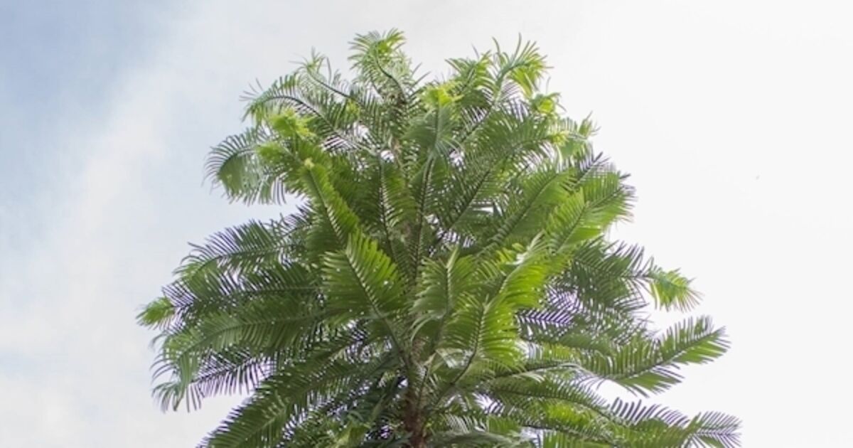 Richard Collins: Keep an eye out for Lazarus trees