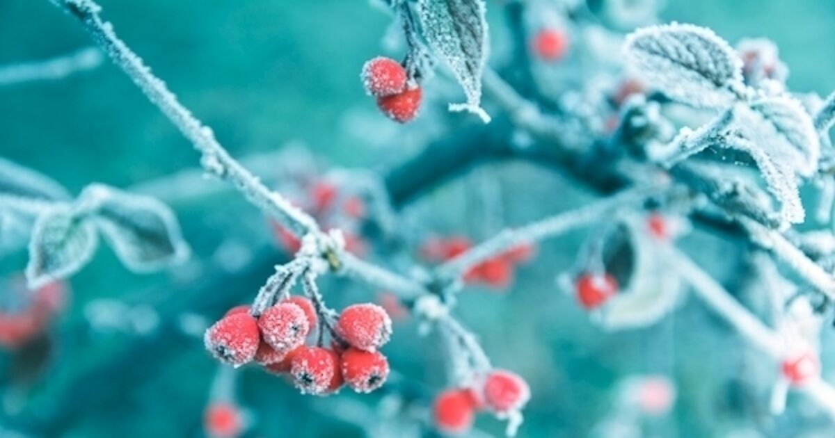 Rowan berries show us how nature is stocking its larder for winter