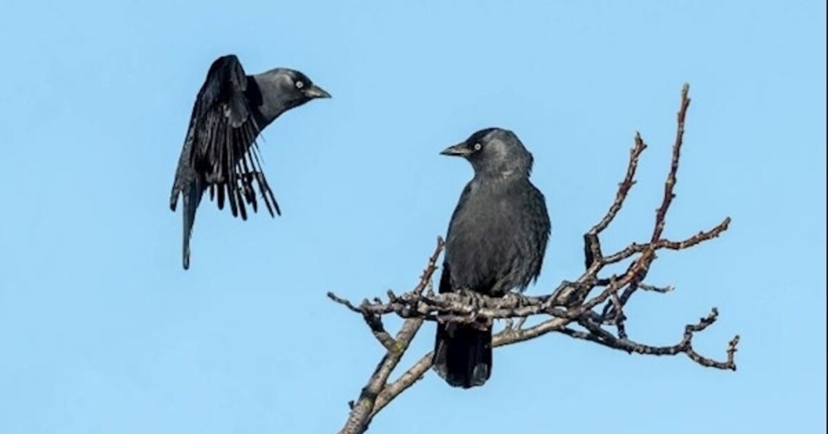 Songbirds join forces to see off predators
