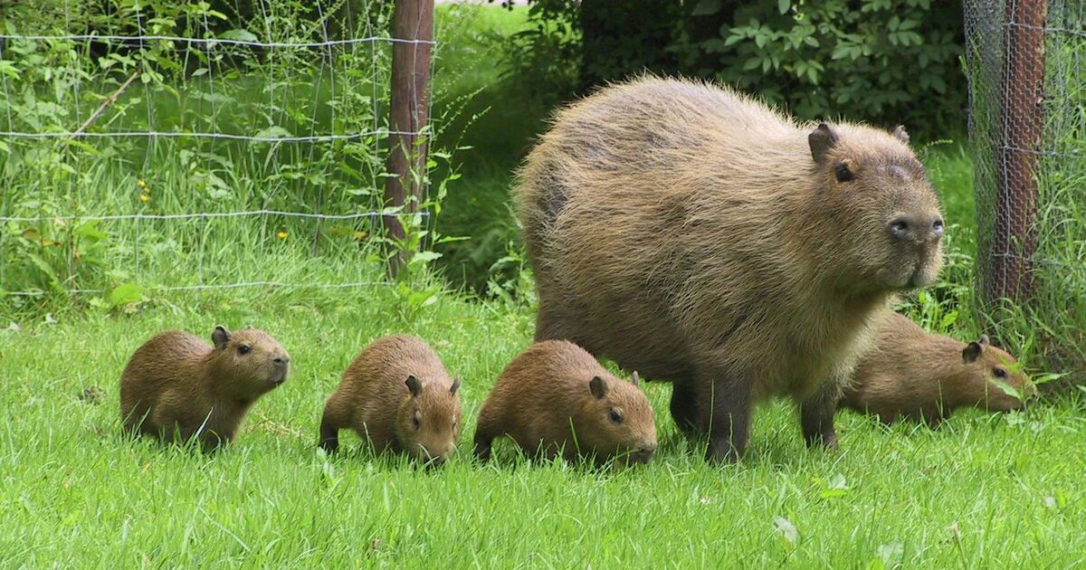 Richard Collins: Capybara are in the 'rodents we love' category