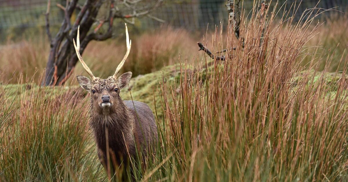 EU consider classifying sika deer as an invasive species