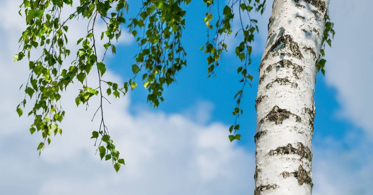 Why we need more trees in urban areas — and 10 native species to plant