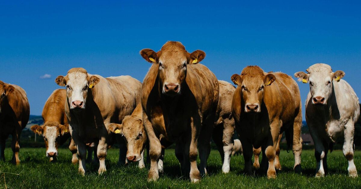 ICMSA slams factories over beef price quotes amid soaring live export ...